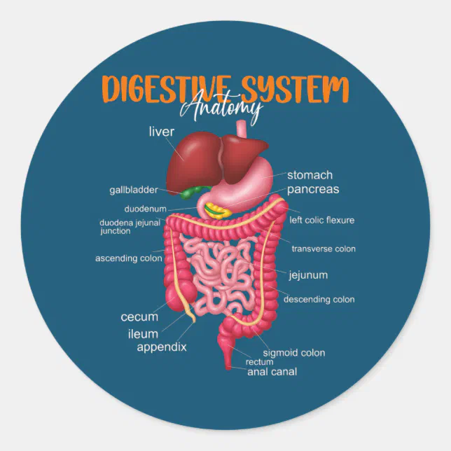 Funny Digestive System Anatomy Anatomical Biology Classic Round Sticker ...