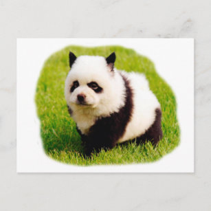 How Much Is A Panda Chow Chow