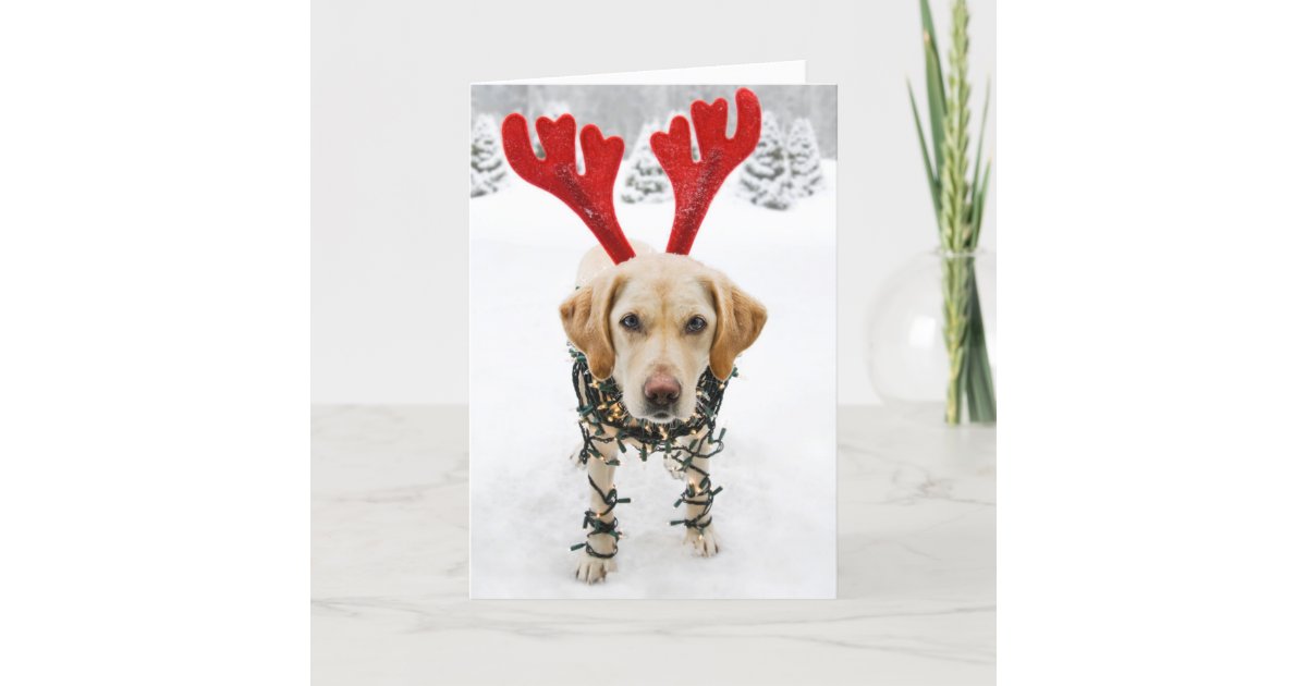 Funny Dog Christmas Card Labrador Retriever | Zazzle