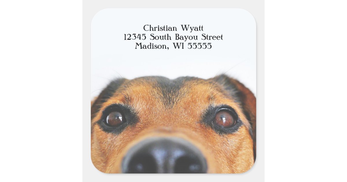 Funny Dog Face Return Address Square Sticker | Zazzle