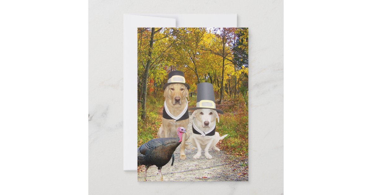 Funny Dogs/Labs Thanksgiving Invitation | Zazzle