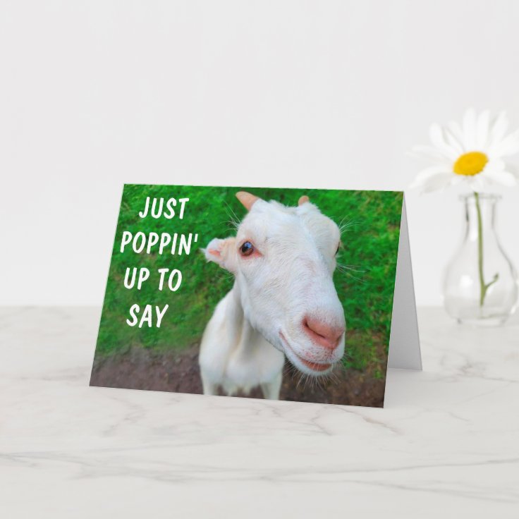 Funny Face Baby Goat Get Well Card | Zazzle