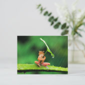 Funny Frog afraid of water Postcard | Zazzle