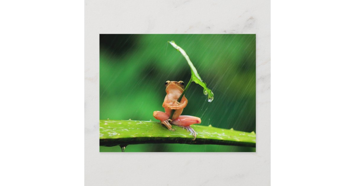 Funny Frog afraid of water Postcard | Zazzle