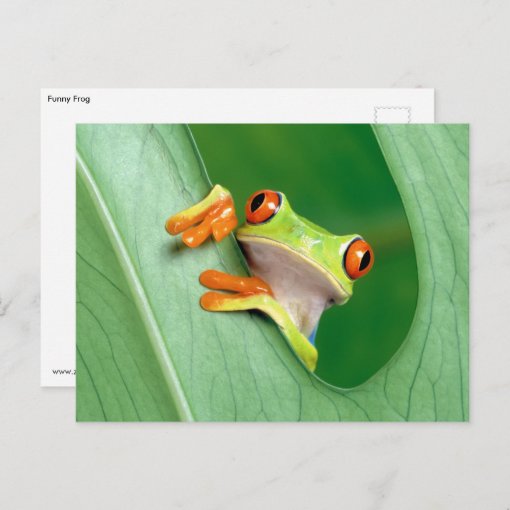 Funny Frog Postcard | Zazzle
