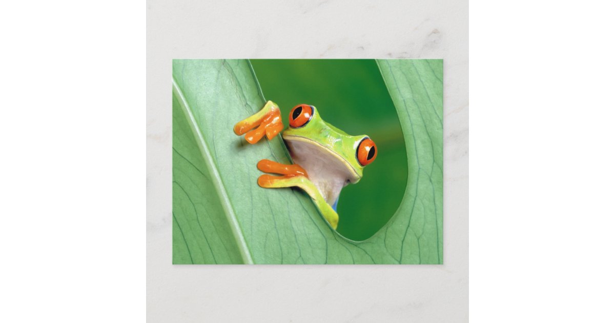 Funny Frog Postcard | Zazzle
