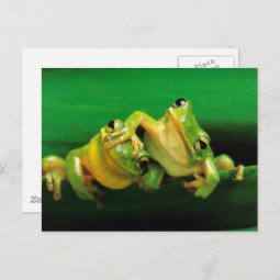Funny Frogs Postcard | Zazzle