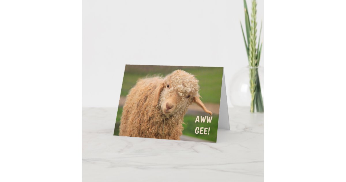 Funny Fuzzy Baby Goat Get Well Card | Zazzle