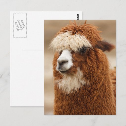 Funny Fuzzy Llama Postcard | Zazzle
