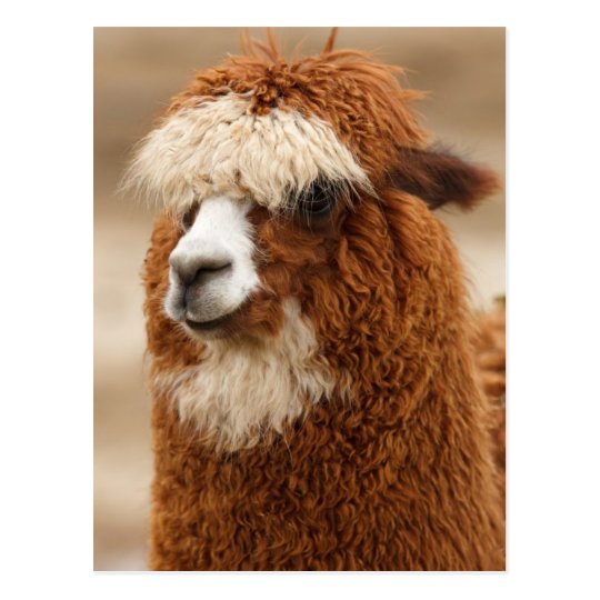 Funny Fuzzy Llama Postcard | Zazzle.com