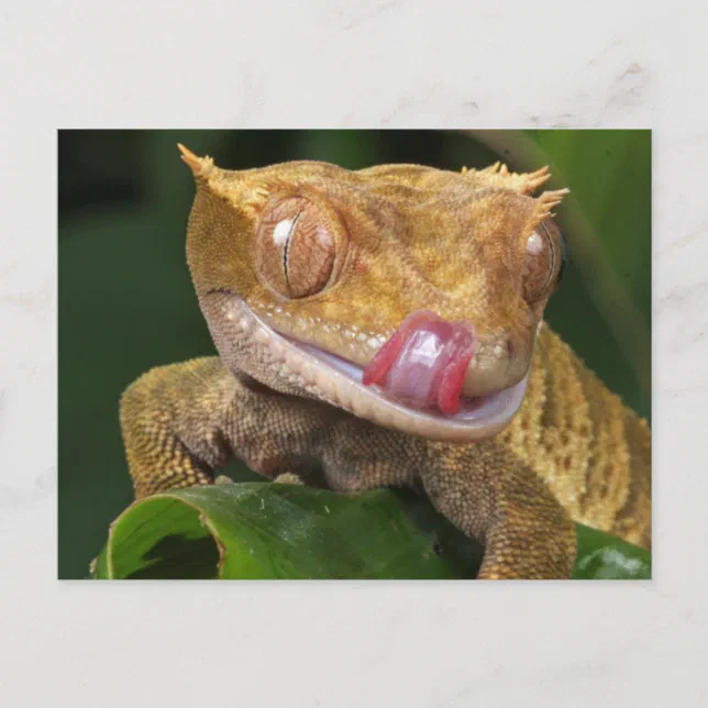 Funny GECKO Licking His Lips POSTCARD | Zazzle