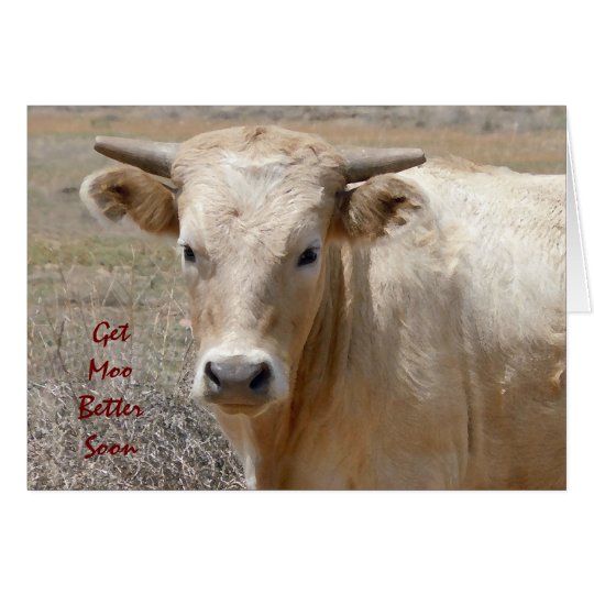 Funny Get Well - Cute White Cow - Ranch or Farm Card | Zazzle.com