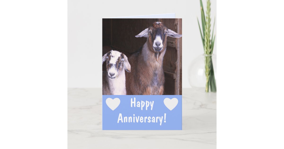 Funny Goat Anniversary Card | Zazzle