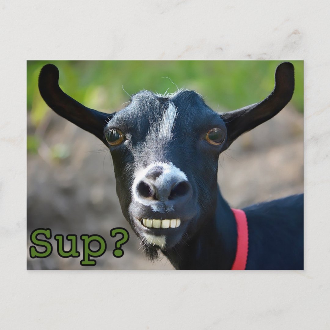 Funny Goat Meme Smiling Big Postcard | Zazzle
