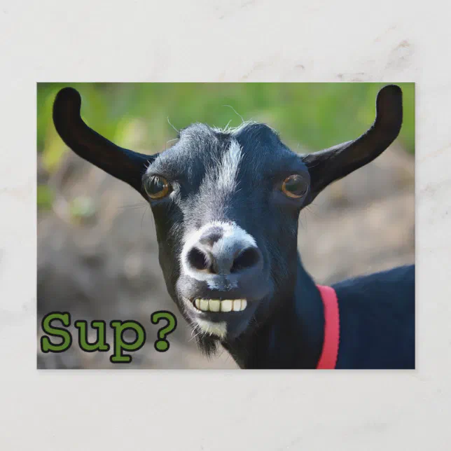 Funny Goat Meme Smiling Big Postcard | Zazzle