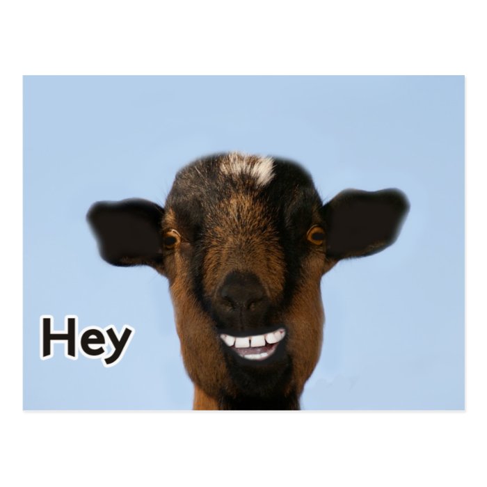 Funny Goat Meme Smiling Really Big Postcard | Zazzle