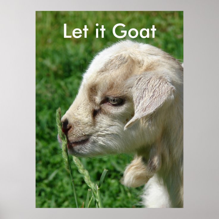 Funny Goat Parody, Cute Goat Kid Poster | Zazzle