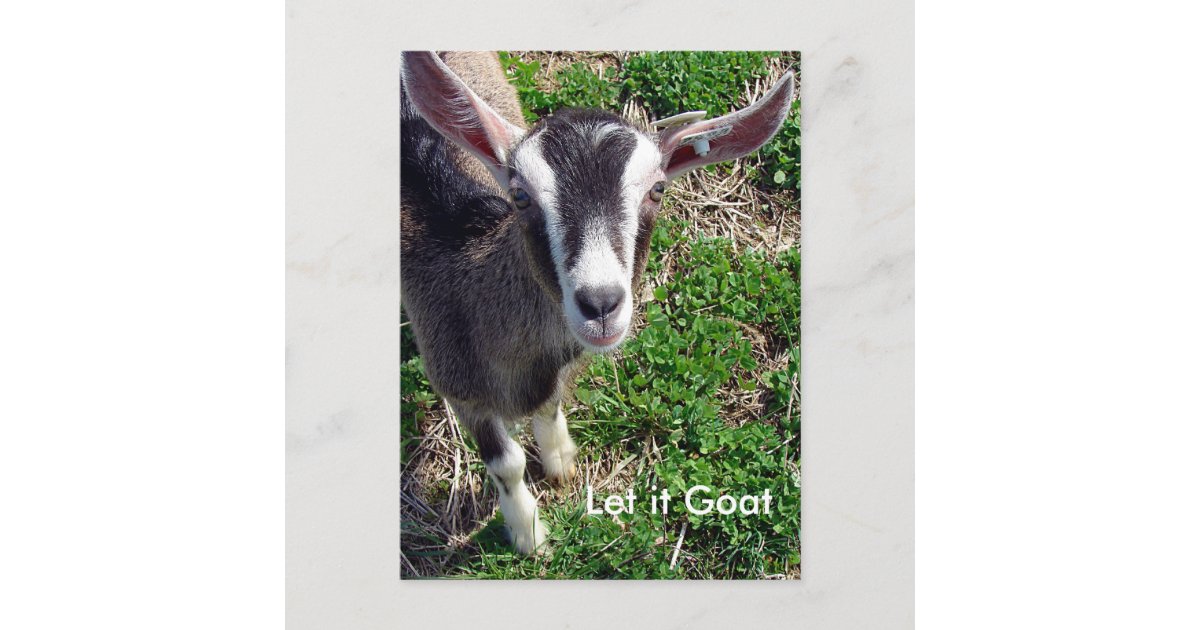 Funny Goat Parody Postcard | Zazzle