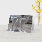Funny Goats Anniversary Congratulations Compliment Card | Zazzle