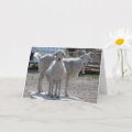 Funny Goats Anniversary Congratulations Compliment Card | Zazzle