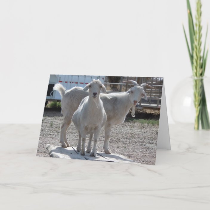 Funny Goats Anniversary Congratulations Compliment Card | Zazzle.com
