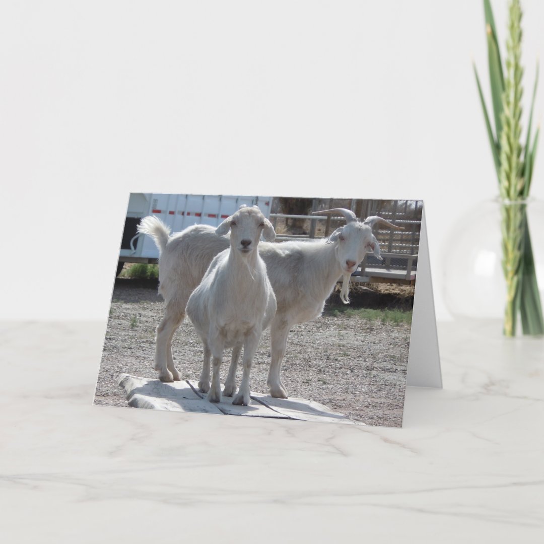Funny Goats Anniversary Congratulations Compliment Card | Zazzle