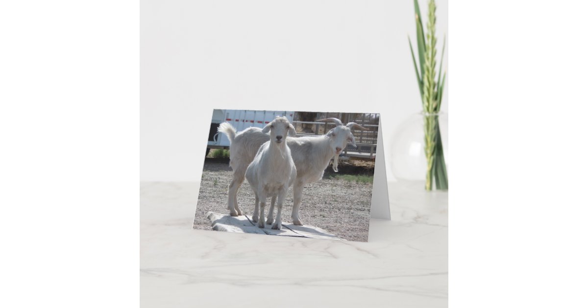 Funny Goats Anniversary Congratulations Compliment Card | Zazzle