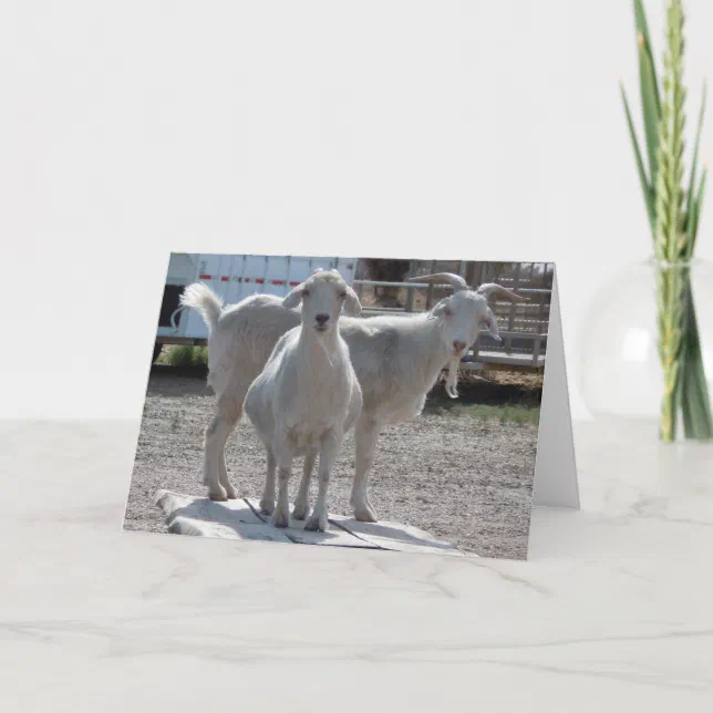 Funny Goats Anniversary Congratulations Compliment Card | Zazzle