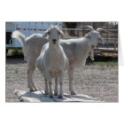 Happy Anniversary Soulmate Wolves Card | Zazzle.com