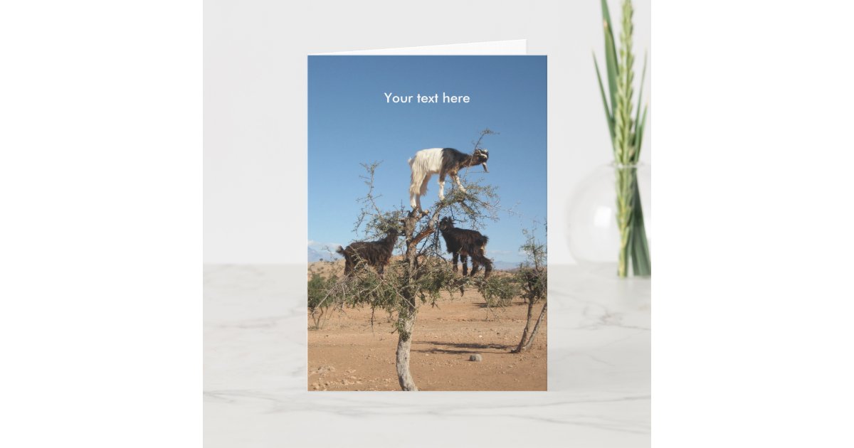 Funny goats in a tree holiday card | Zazzle