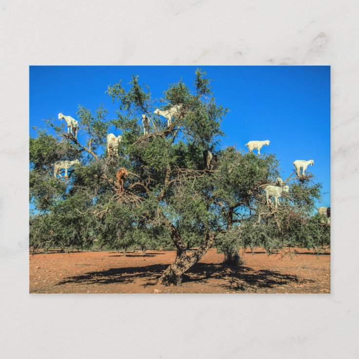 Funny Goats in Trees Morocco Postcard | Zazzle