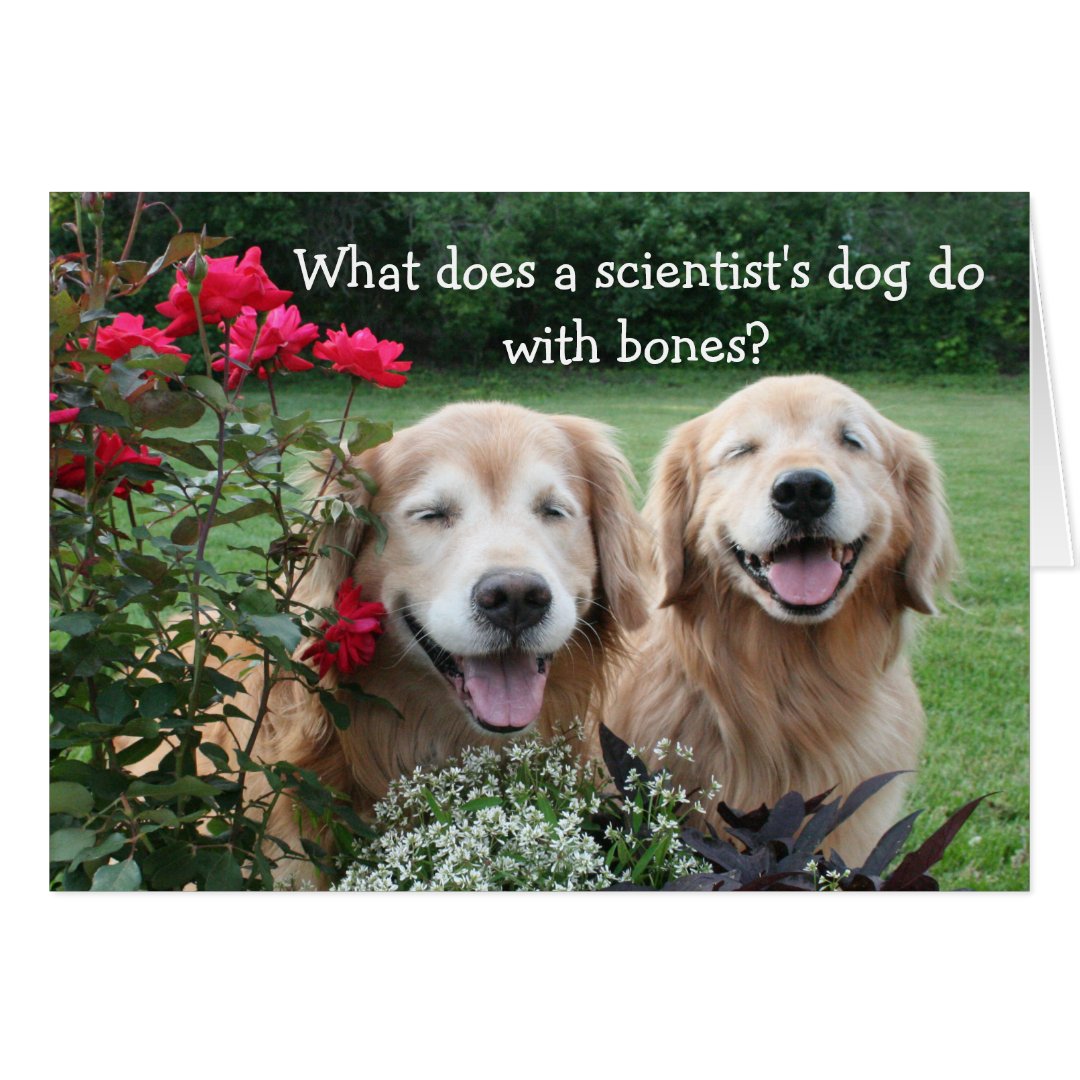 Funny Golden Retriever Barium Scientist Joke | Zazzle