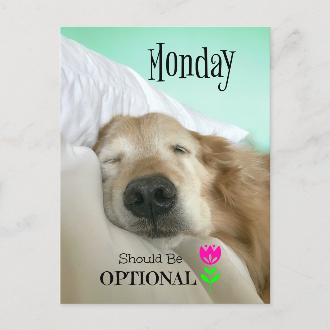 Funny Golden Retriever Monday Should be Optional Postcard | Zazzle