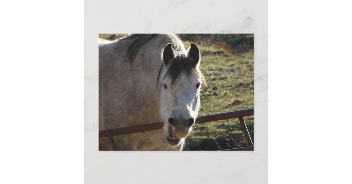 Funny Gray Mare Postcard | Zazzle