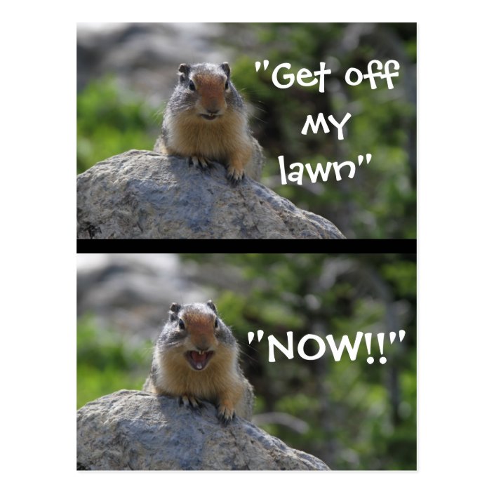 Funny Ground Squirrel Postcard | Zazzle.com
