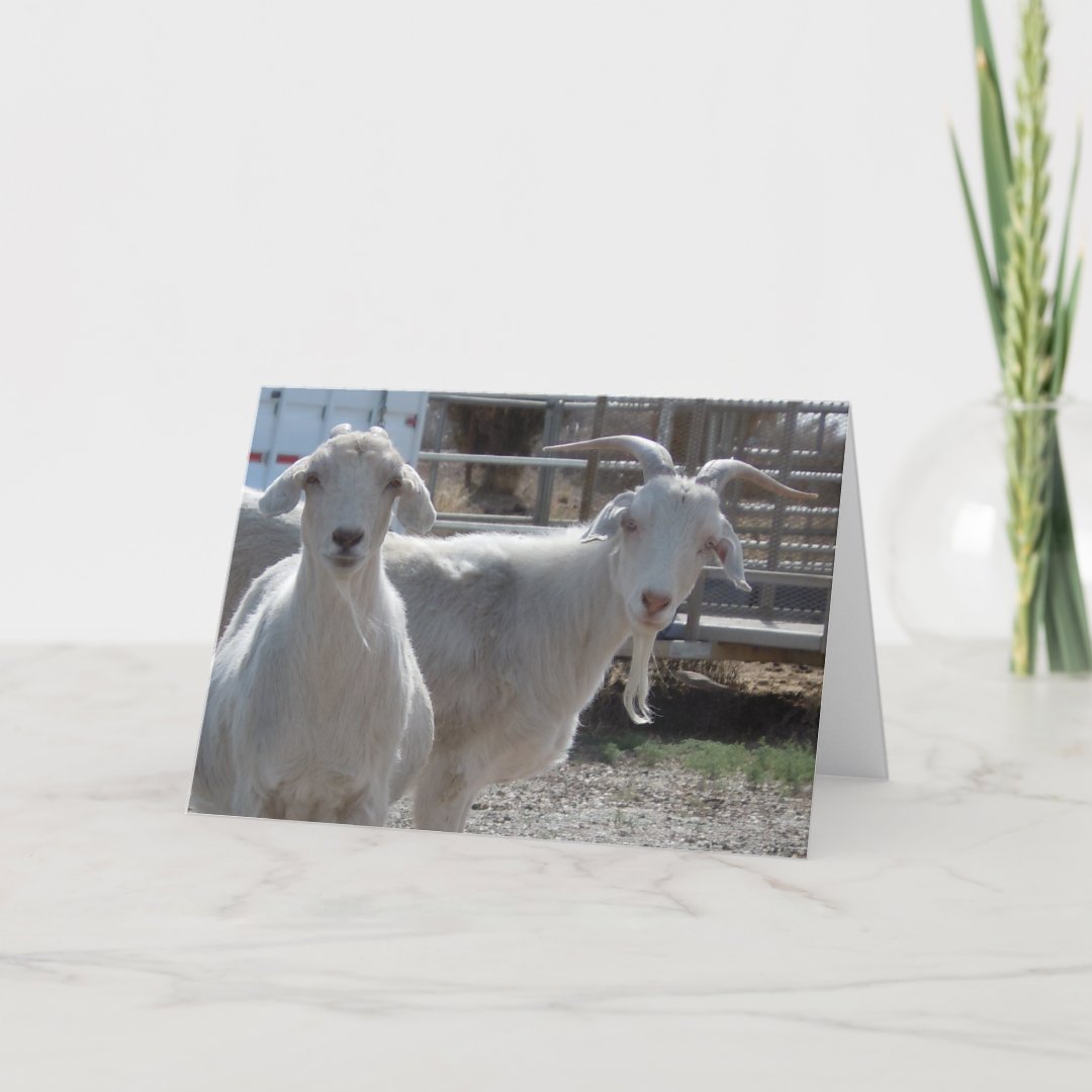 Funny Happy Birthday Goats Card | Zazzle
