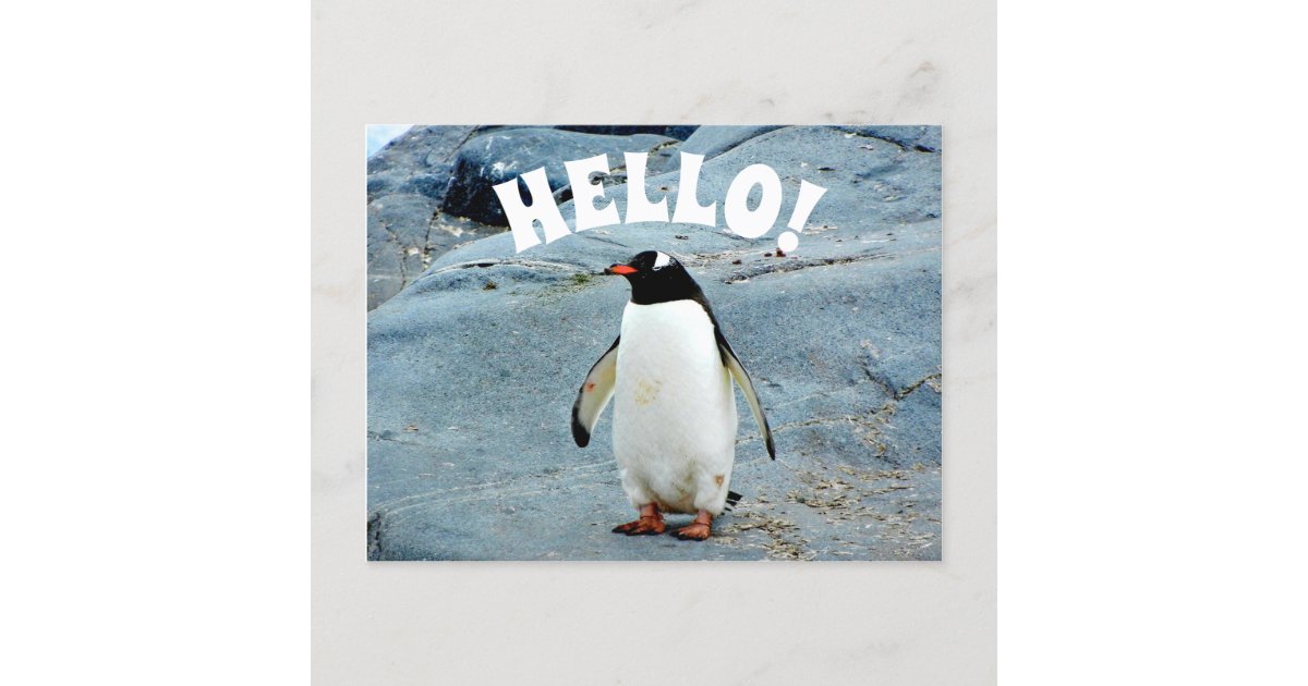 Funny Hello with Penguin Photo Postcard | Zazzle