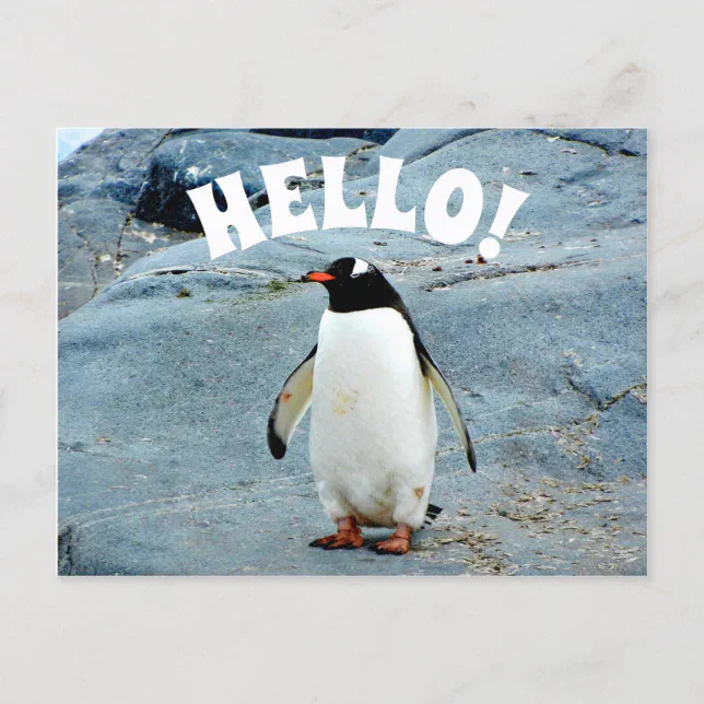 Funny Hello with Penguin Photo Postcard | Zazzle