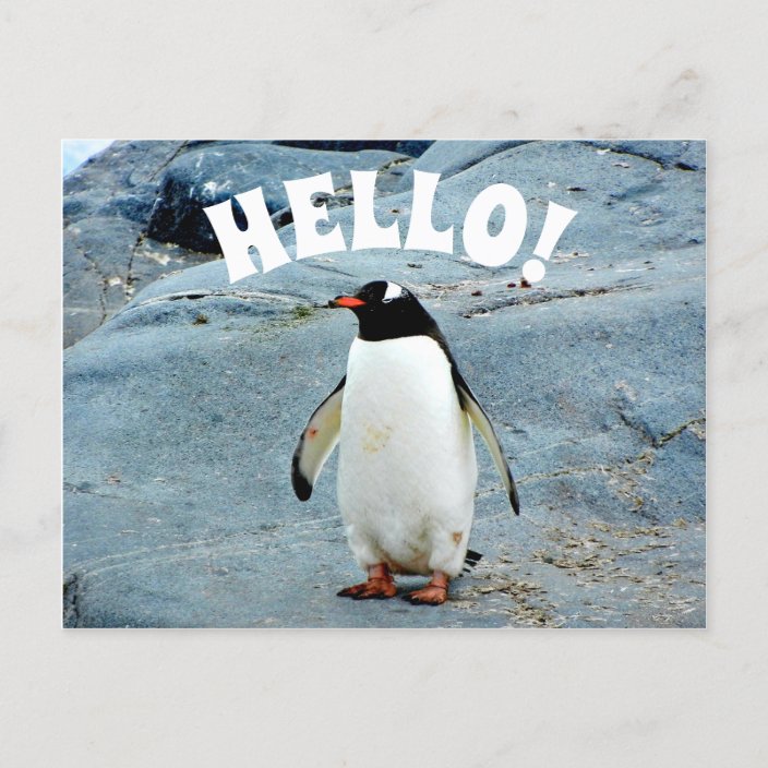 Funny Hello with Penguin Photo Postcard | Zazzle.com