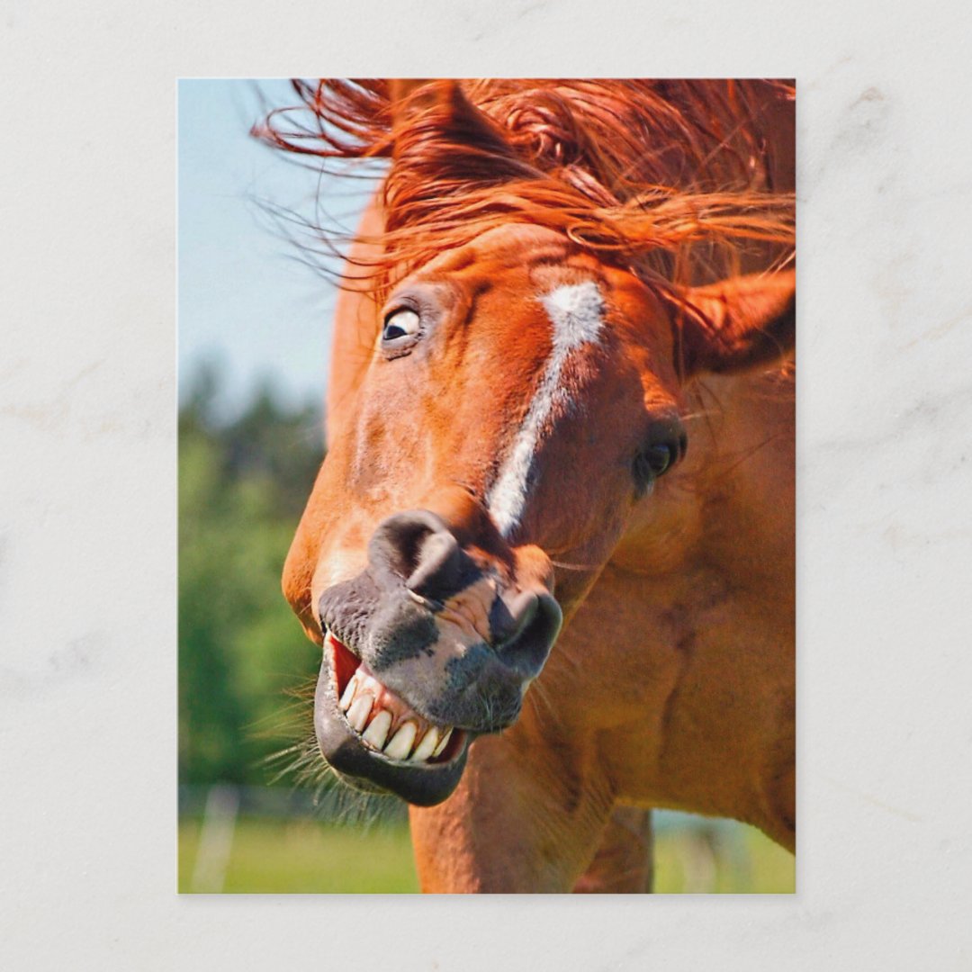 Funny Horse Laughing Photograph Postcard | Zazzle