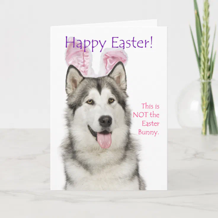Funny Husky Easter Card | Zazzle