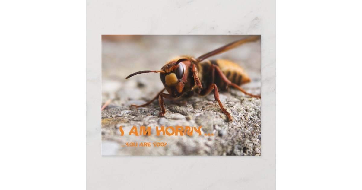 Funny insect hornet slogan postcard | Zazzle