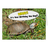 funny box turtle