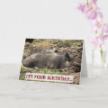 Funny It's Your Birthday Go Hog Wild Card | Zazzle