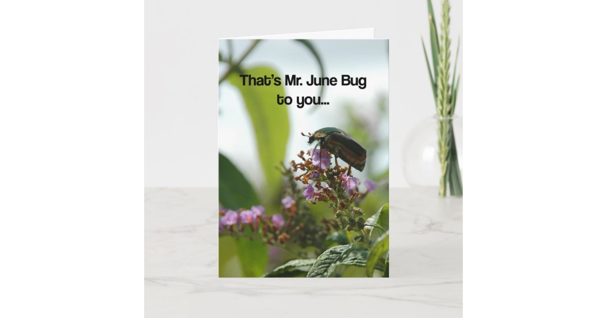 Funny June Bug Greeting Card | Zazzle
