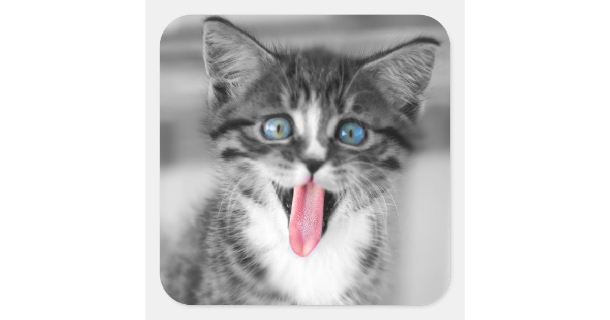 Funny Kitten Square Sticker | Zazzle