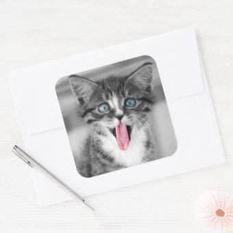 Funny Kitten Square Sticker | Zazzle