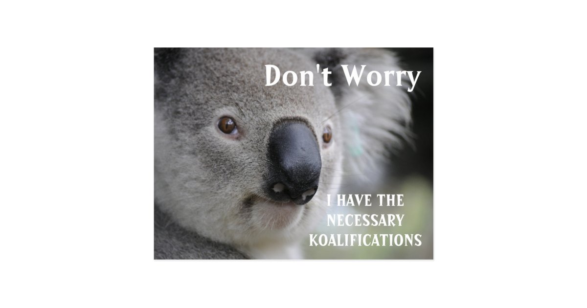 Funny Koala koalifications meme Postcard | Zazzle.com