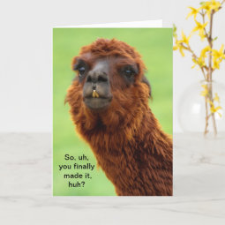 Funny Llama Graduation Card | Zazzle