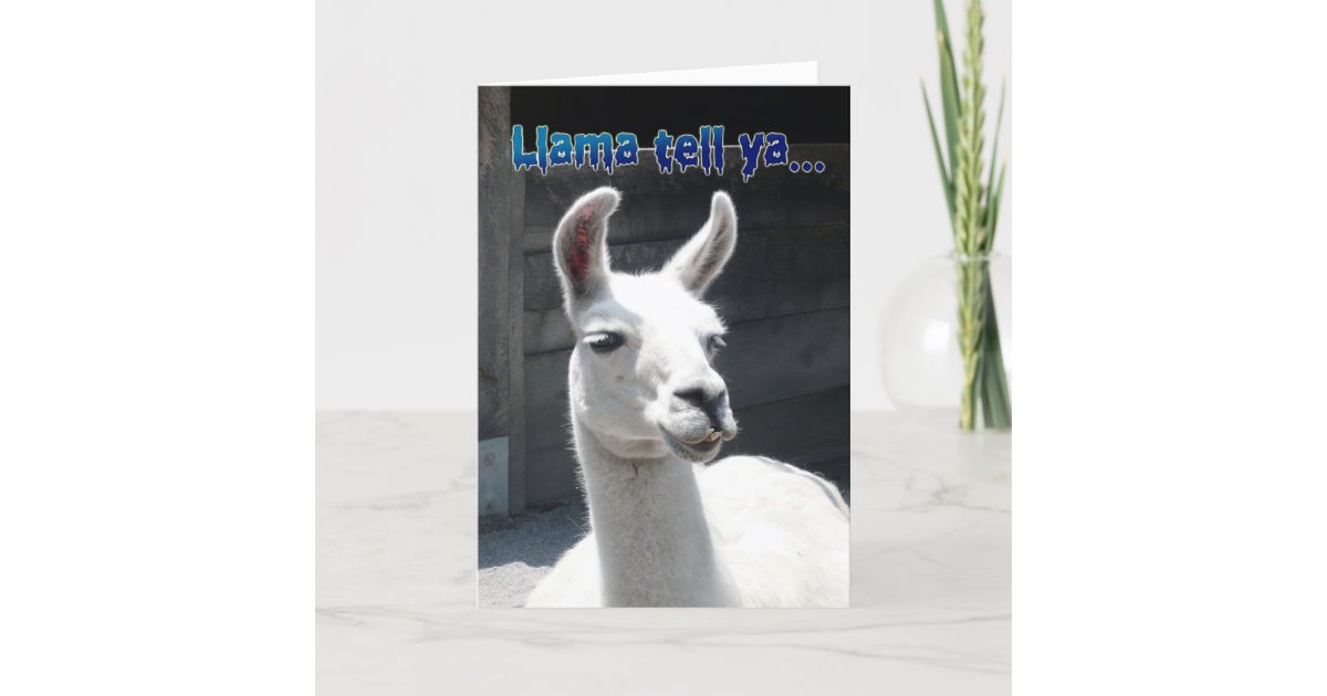 Funny Llama Happy Birthday Greeting Card | Zazzle